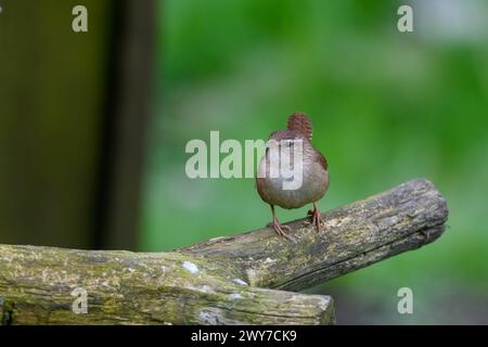 wren (Troglodytes troglodytes) perched on a log amongst bluebell ...