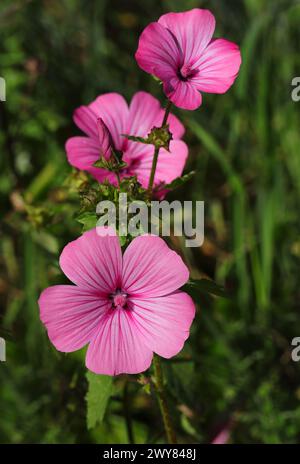 Spring, Portugal. Annual Mallow also known as Rose Mallow or Royal ...