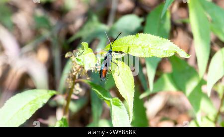 A New World Tarantula-hawk, in the Pepsis, a wasp, on top of a vibrant ...