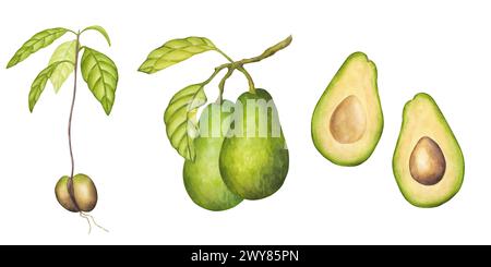 Watercolor avocado whole and cut fruit, garlic bulb, clove and red ...
