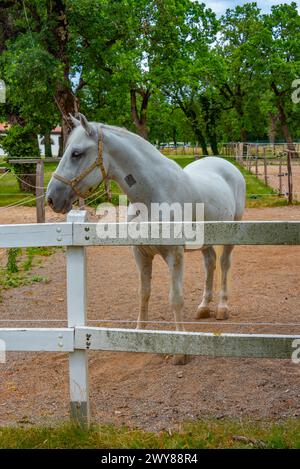 Famous Lipizzan horses in Slovenian village Lipica Stock Photo - Alamy