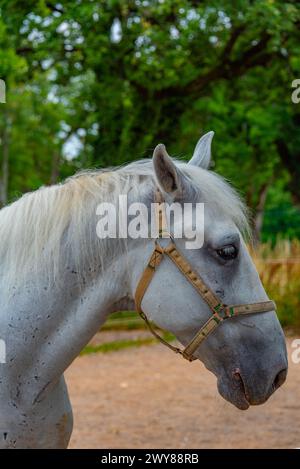 Famous Lipizzan horses in Slovenian village Lipica Stock Photo - Alamy