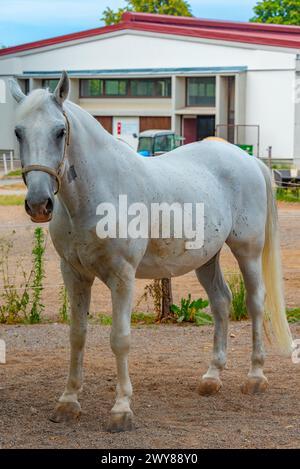 Famous Lipizzan horses in Slovenian village Lipica Stock Photo - Alamy