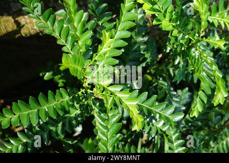 Phyllanthus buxifolius (Scepasma bucifolius, seligi, Kayu Sisih) in ...