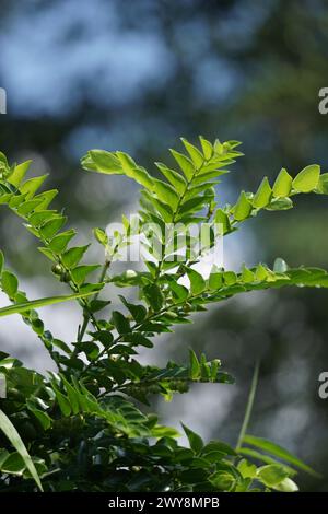 Phyllanthus buxifolius (Scepasma bucifolius, seligi, Kayu Sisih) in ...