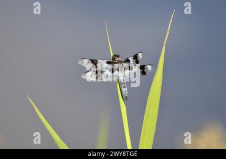 Eight-spotted Skimmer (Libellula forensic) Adult Male Perching Stock ...
