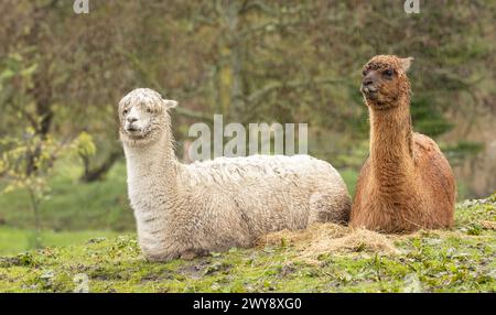 small group of different coloured alpaca's Stock Photo - Alamy