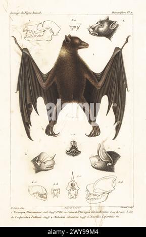 Mariana fruit bat animal pteropus mariannus mariannus Stock Photo - Alamy