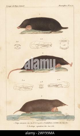 Eastern Mole (Scalopus aquaticus Stock Photo - Alamy