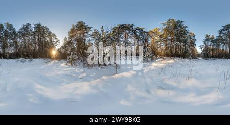 360° view of full spherical hdri 360 panorama in pinery forest in ...
