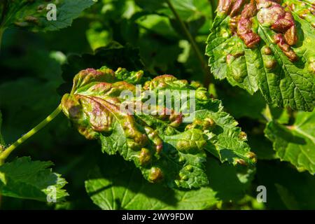 Leaf of red currant bush infected with pests - gallic aphid ...