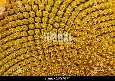 Core of of the flower, texture. Sunflower close-up. Seeds and oil. Flat ...