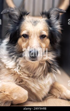 Gray shaggy dog at home, close up portrait Stock Photo - Alamy