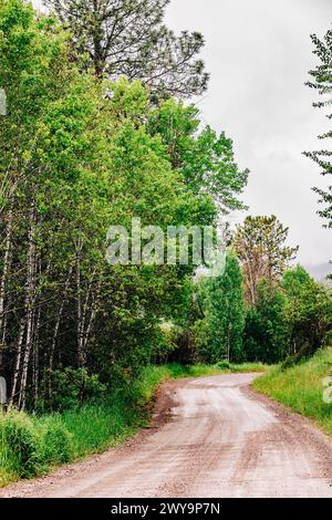 Rural dirt road lined with trees beside agricultural fields under a ...