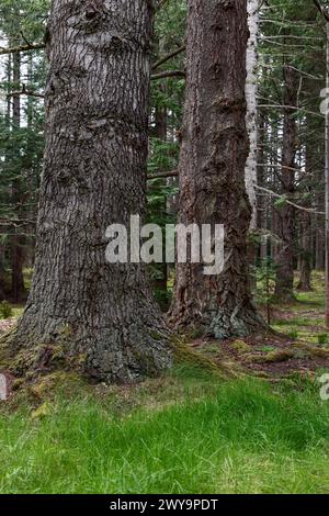 Old growth Scots Pines in Caledonian Pine Forest, Rothiemurchus Estate ...