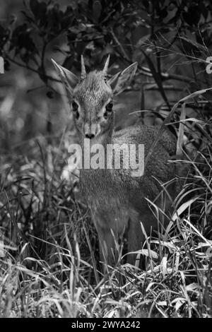 Portrait of a Kirk Dikdik. Animal in nature. Madoqua kirkii. Dwarf ...