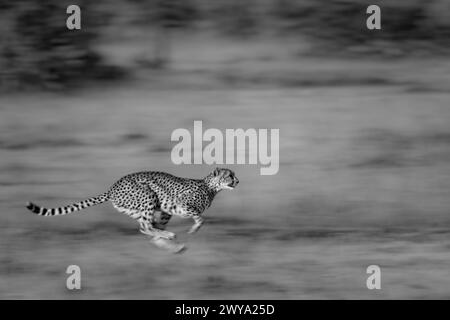 Mono slow pan of cheetah crossing grass Stock Photo - Alamy