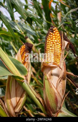 A vertical shot of drying corn growing on a rural field Stock Photo - Alamy