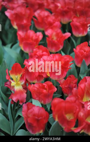 Red and yellow Triumph tulips (Tulipa) Spirit bloom in a garden in ...