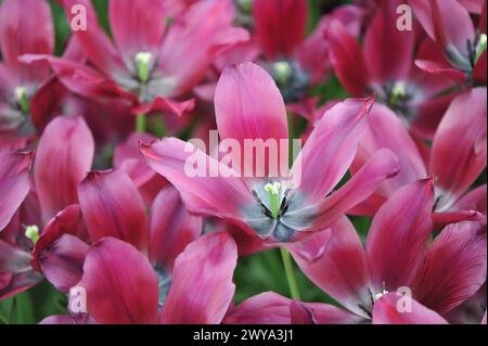 Red lily-flowered tulips (Tulipa) Norma Major bloom in a garden in ...
