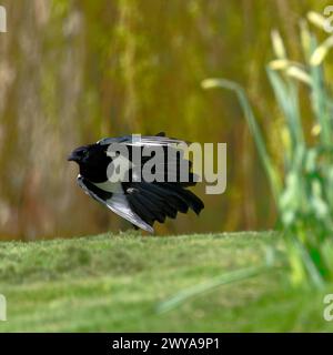 Eurasian magpie or common magpie (pica pica) with iridescent plumage ...