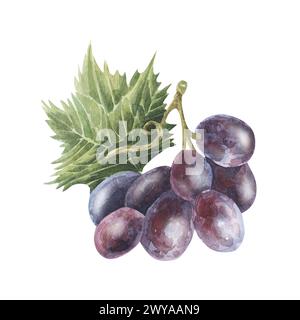 Han drawn watercolor fruit grapes branch isolated on white background ...