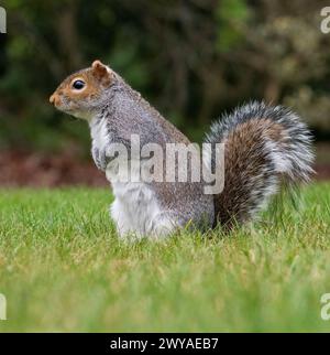 Squirrel on grass Stock Photo - Alamy