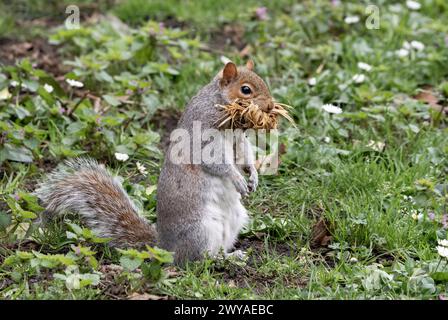 Squirrel with nest material in mouth sitting on backrest of wooden ...