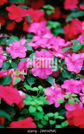 Garden balsam (Impatiens balsamina) Plantae Stock Photo - Alamy