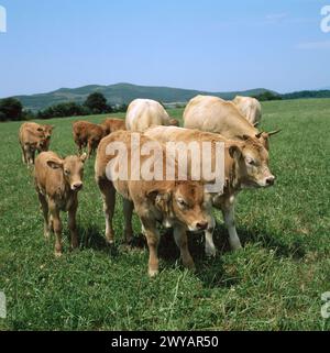 Cattle, Marieta, Álava, Basque Country, Spain Stock Photo - Alamy