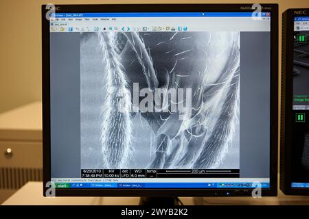 Ant images on SEM, Analysis of nanostructures and nanodevices ...