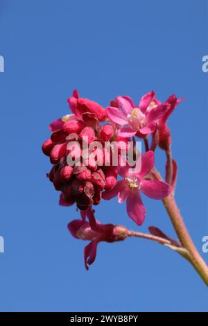 Groseillier à fleurs --- Cassis-fleur --- Groseillier sanguin (Ribes ...