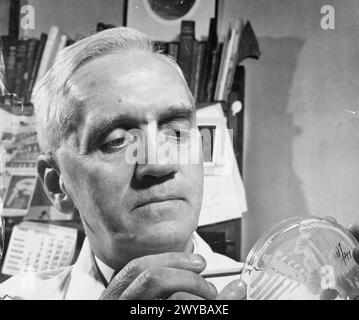Professor Alexander Fleming works in his laboratory at St Mary's ...