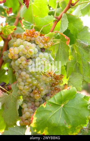 Viura wine grape, vineyards, Laguardia, Rioja Alavesa, Araba, Basque ...