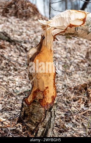 Forest growing around beavers, tree trunks felled by beavers, early ...