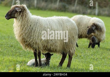 ´Latza´ sheep, adults and lambs. Legazpi. Guipúzcoa, Spain Stock Photo ...