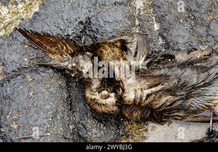 Dead bird because of the fuel spill (´chapapote´) of Prestige tanker ...