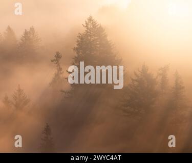 Forest trees hidden in fog Stock Photo - Alamy