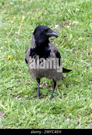 Hooded crow, scald-crow or hoodie, Nebelkrähe, Corneille mantelée ...