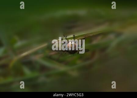 Close-up of a big black common raven (Corvus corax) Bird on a Meadow ...