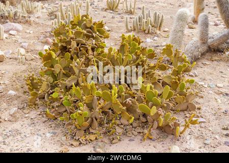 Old cactus (Opuntia scheeri) in the high altitude botanical garden in ...
