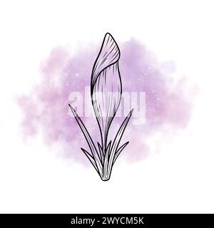 Spring flower crocus line art sketch on watercolor background, saffron ...