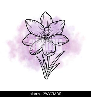 Spring flower crocus line art sketch on watercolor background, saffron ...
