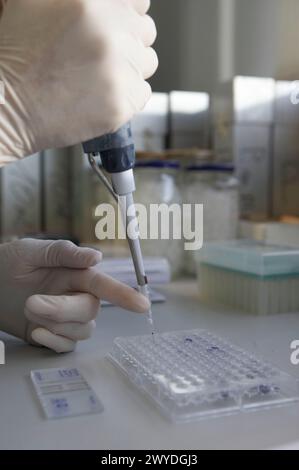 Taking samples in 96-Well tissue culture dish with micropipette for ...