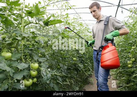 Tomato plant treatment with sprayer (insecticides, pesticides ...