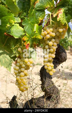 Viura wine grape, vineyards, Laguardia, Rioja Alavesa, Araba, Basque ...