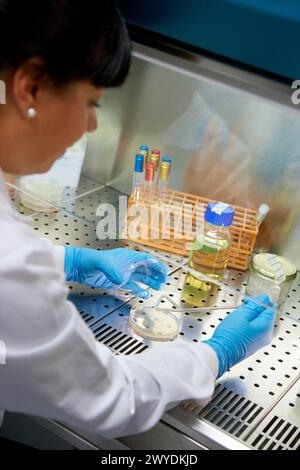 Cleanroom Microbiology Routine activities in laminar flow cabinet for ...