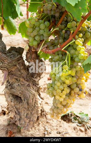 Viura wine grape, vineyards, Laguardia, Rioja Alavesa, Araba, Basque ...