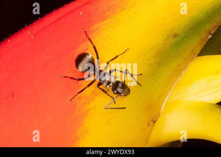 Spiny Ants (Polyrhachis genus) on an Heliconia rostrata, Cairns, Far ...