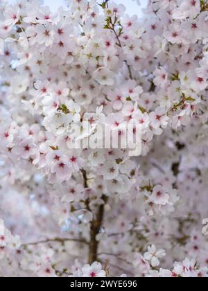 Small tree full of cherry blossoms in springtime blooming for a short ...